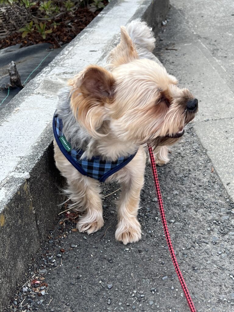 WBC優勝の後の散歩！ - Yuzu's BlogYuzu's Blog